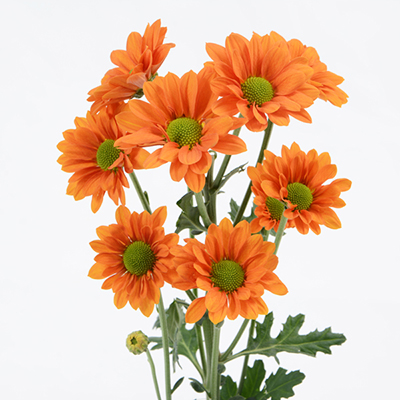 Poms Daisy Terrific | Premium Flowers