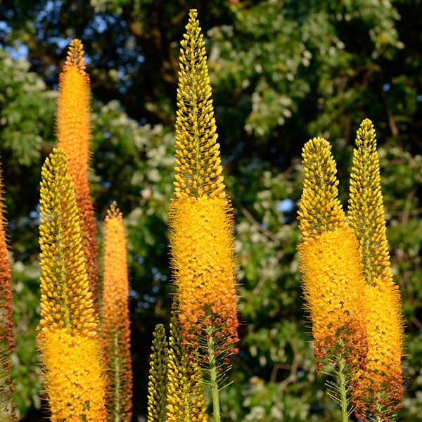 Eremurus | Premium Flowers