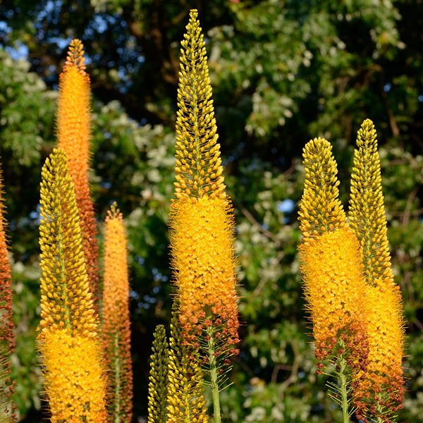 Eremurus | Premium Flowers