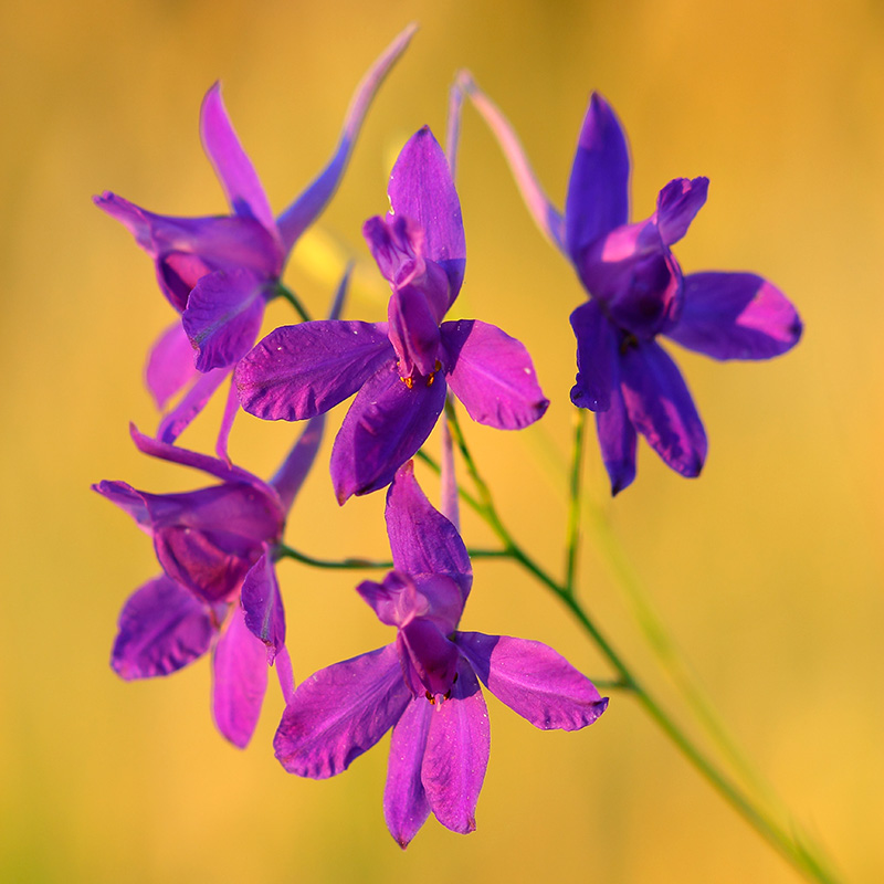 Larkspur | Premium Flowers