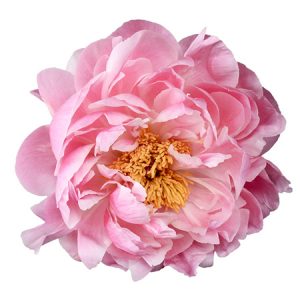 Premium Flowers