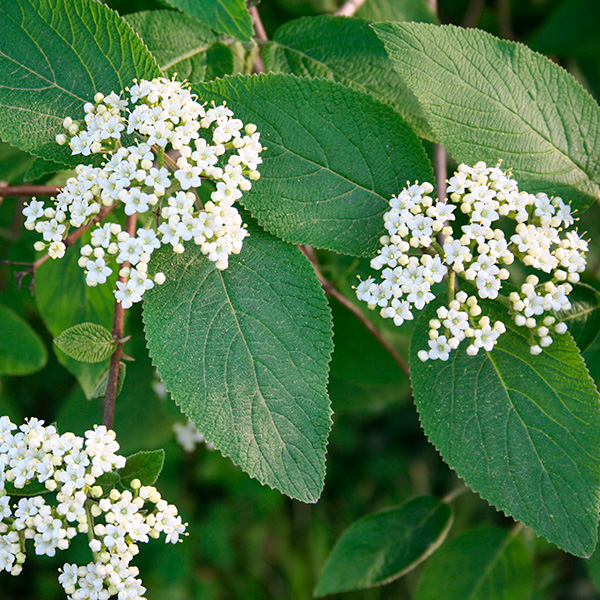 Products | Premium Flowers