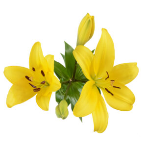 Premium Flowers