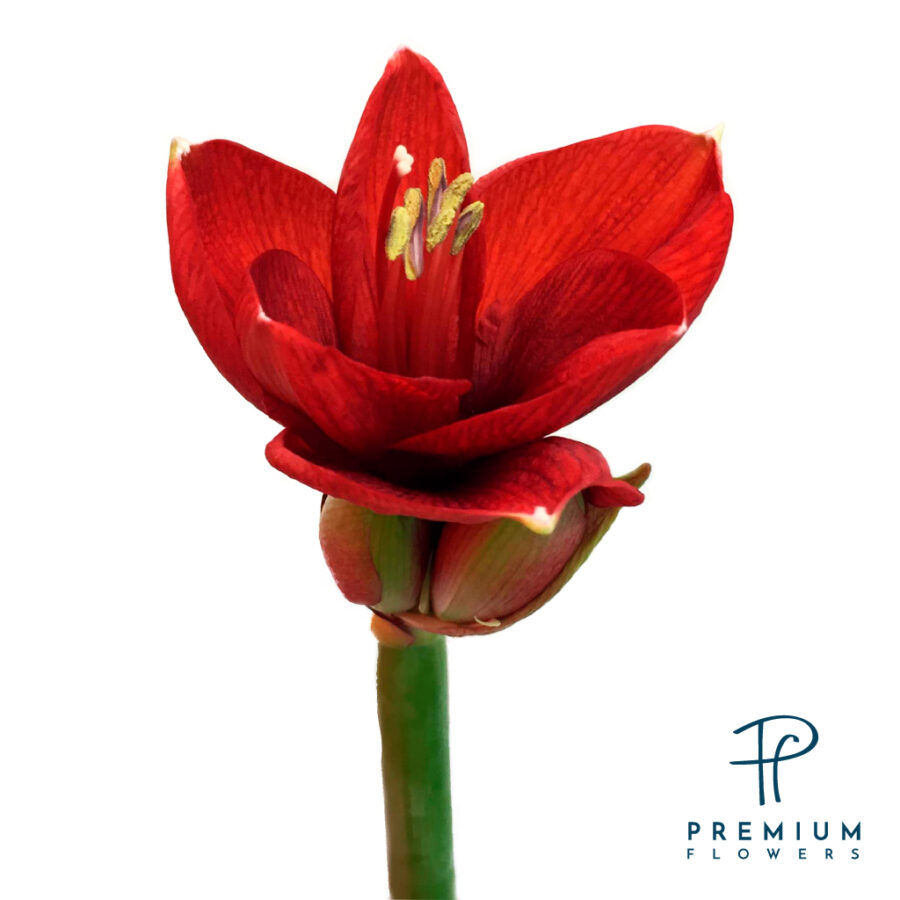 Ferrari | Premium Flowers