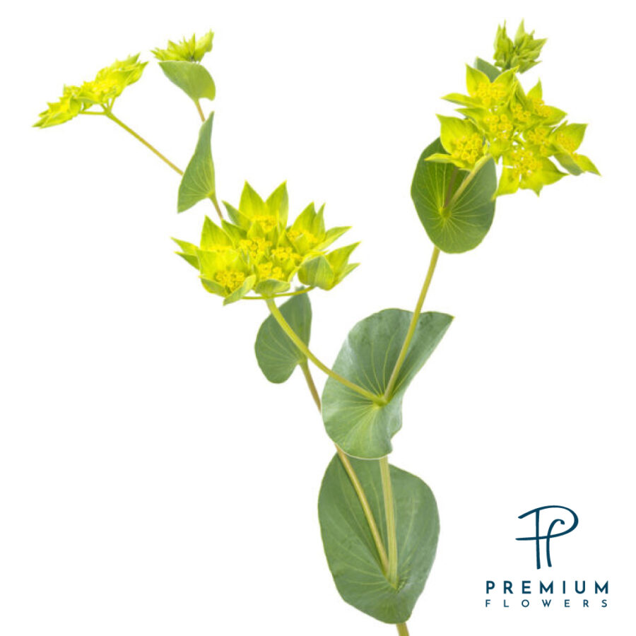 Bupleurum | Premium Flowers