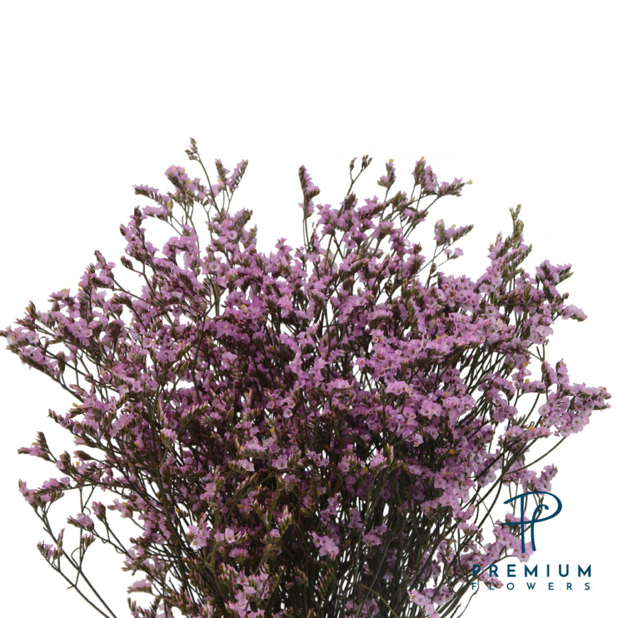 Diamond Pink | Premium Flowers