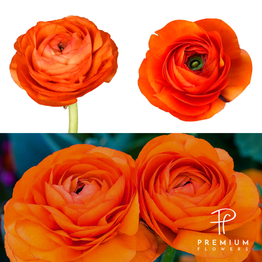 Ranunculus Orange | Premium Flowers