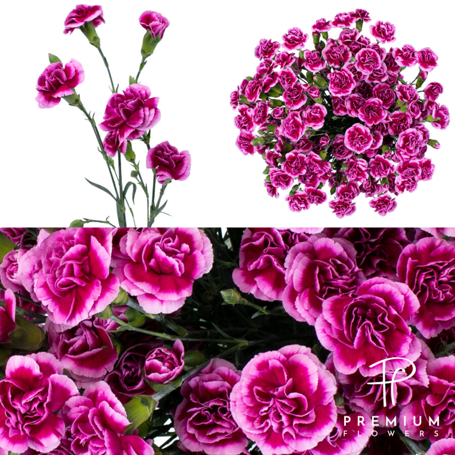 Juliana | Premium Flowers