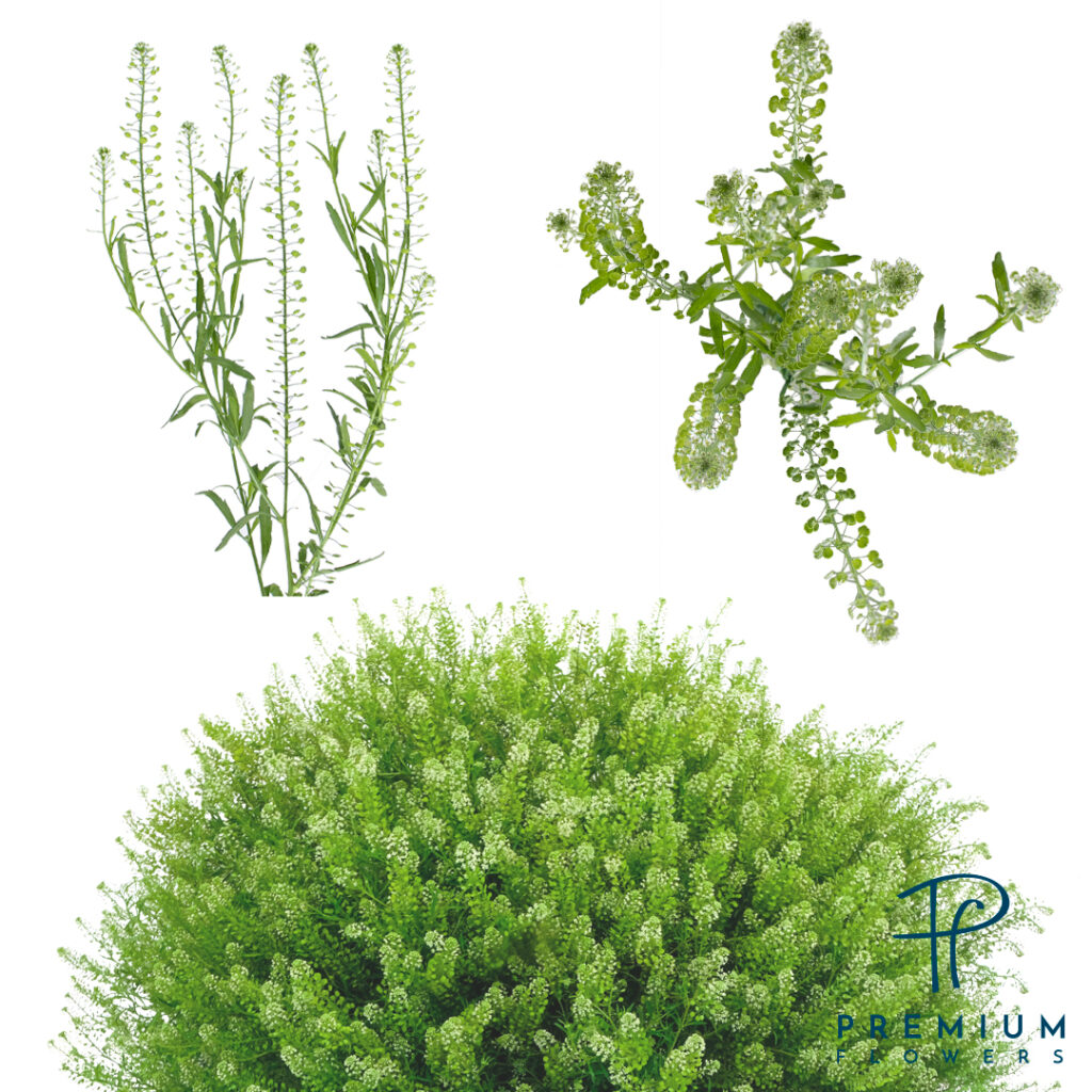 Lepidium Green Dragon | Premium Flowers