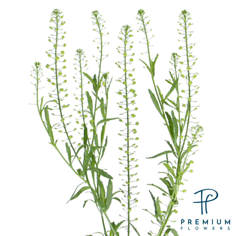 Lepidium Green Dragon | Premium Flowers