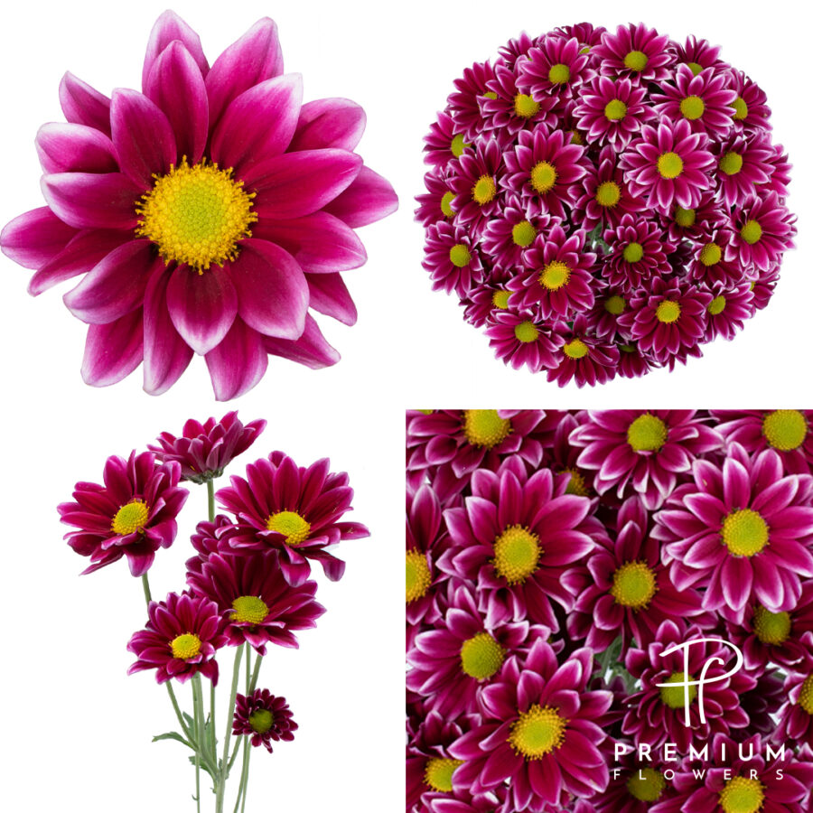 Starfire | Premium Flowers