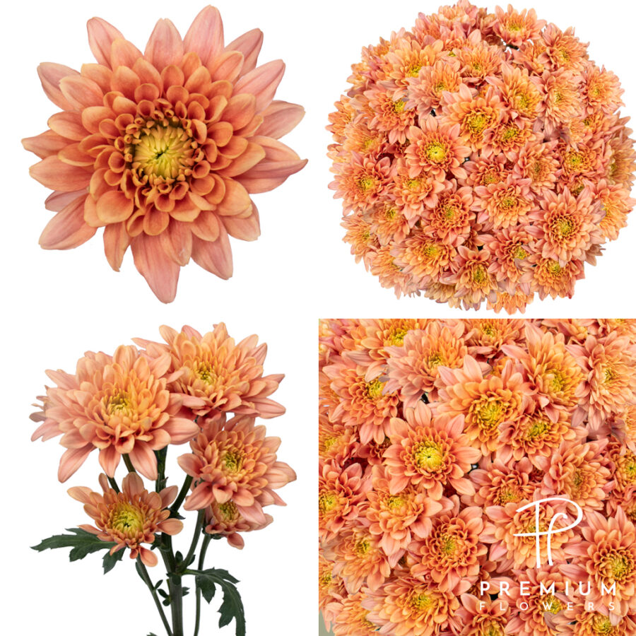 Veronica Salmon | Premium Flowers