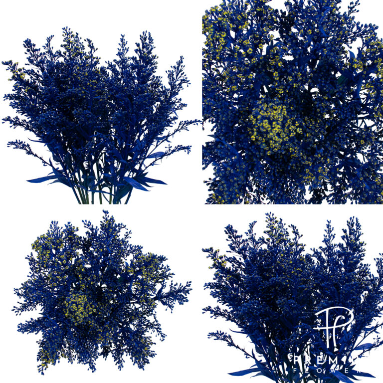 Solidago Painted Blue | Premium Flowers