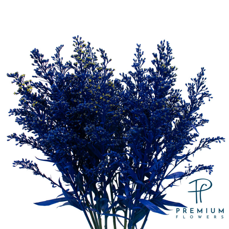 Solidago Painted Blue | Premium Flowers