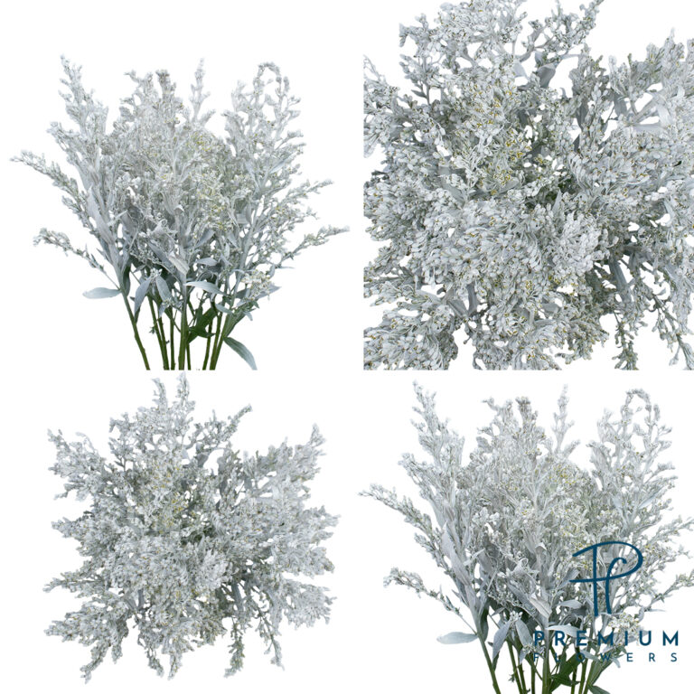Solidago Painted White | Premium Flowers