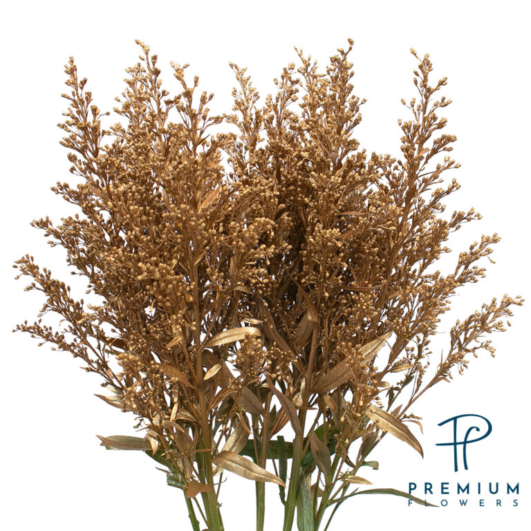 Solidago Painted Gold | Premium Flowers