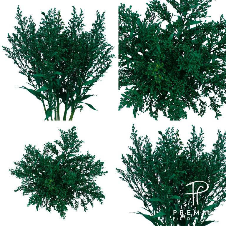 Solidago Painted Green | Premium Flowers