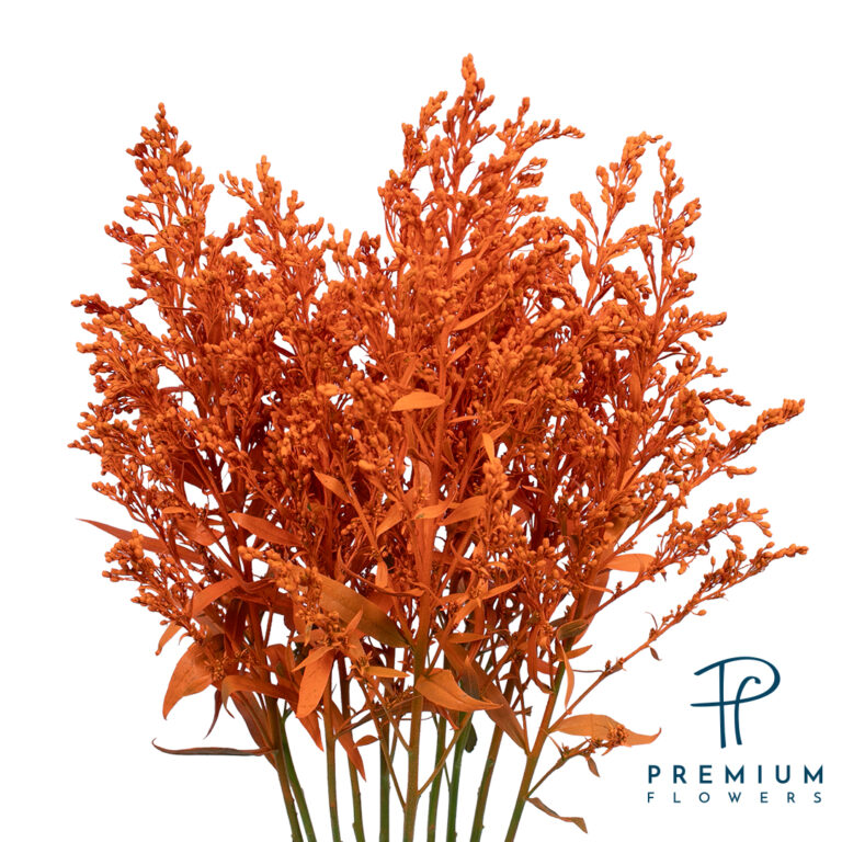 Solidago Painted Orange | Premium Flowers