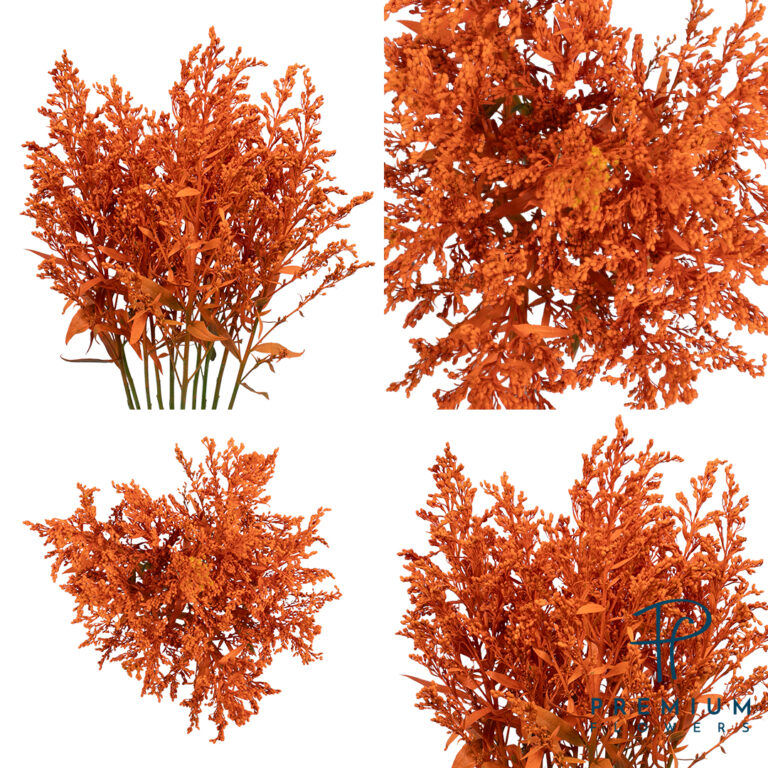 Solidago Painted Orange | Premium Flowers