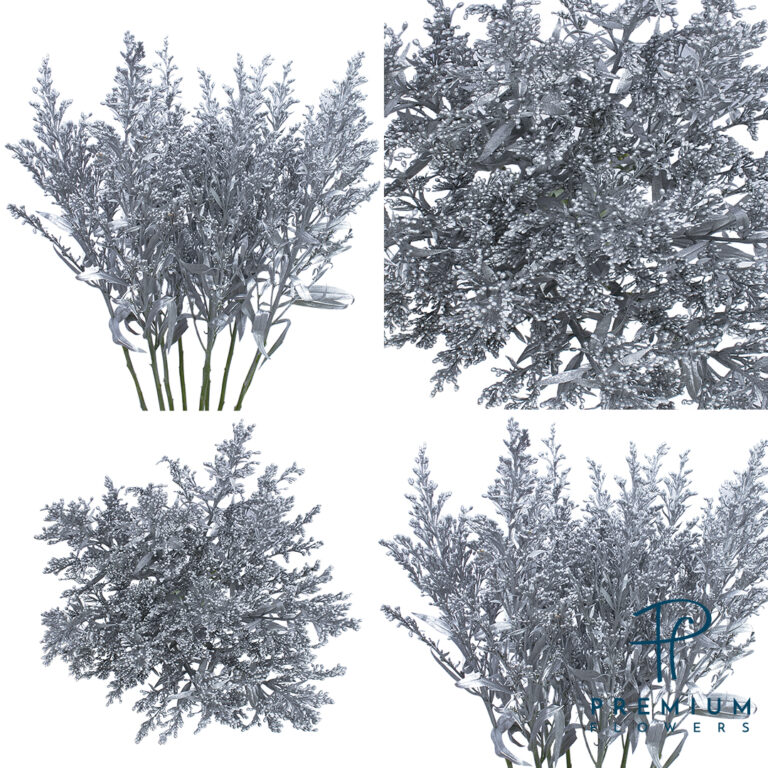 Solidago Painted Silver | Premium Flowers