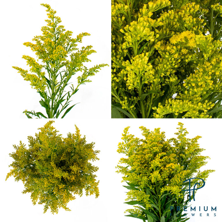 Solidago Tara | Premium Flowers
