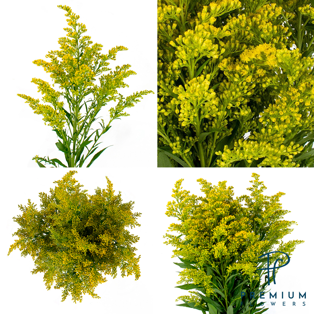 Solidago Tara | Premium Flowers