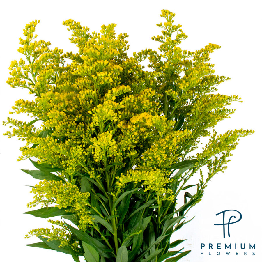 Solidago Tara | Premium Flowers