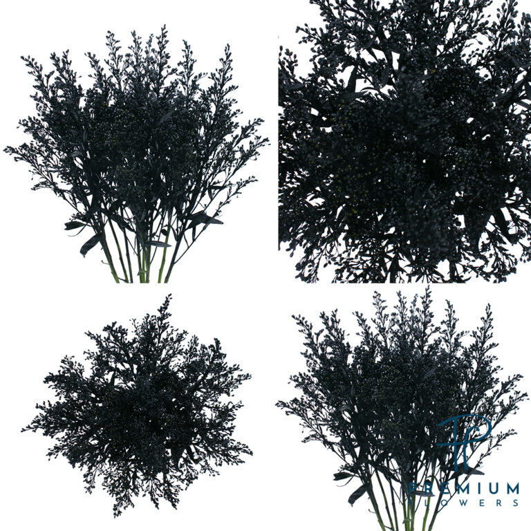 Solidago Painted Black | Premium Flowers