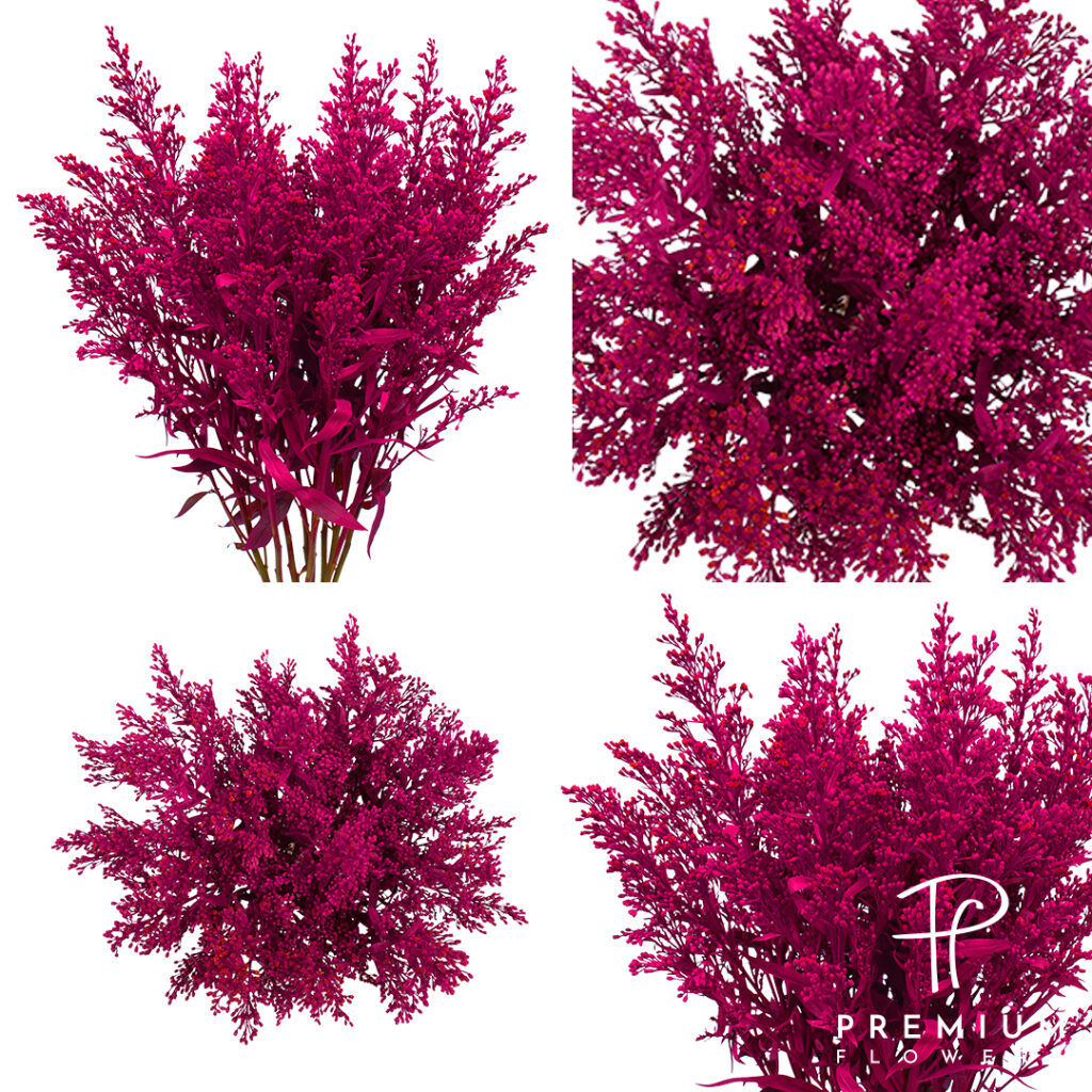 Solidago Painted Dark Pink | Premium Flowers